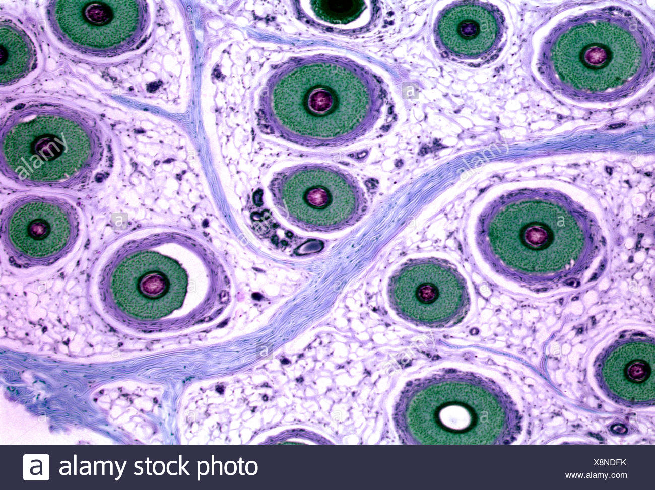 Haar Medulla Stockfotos und -bilder Kaufen - Alamy