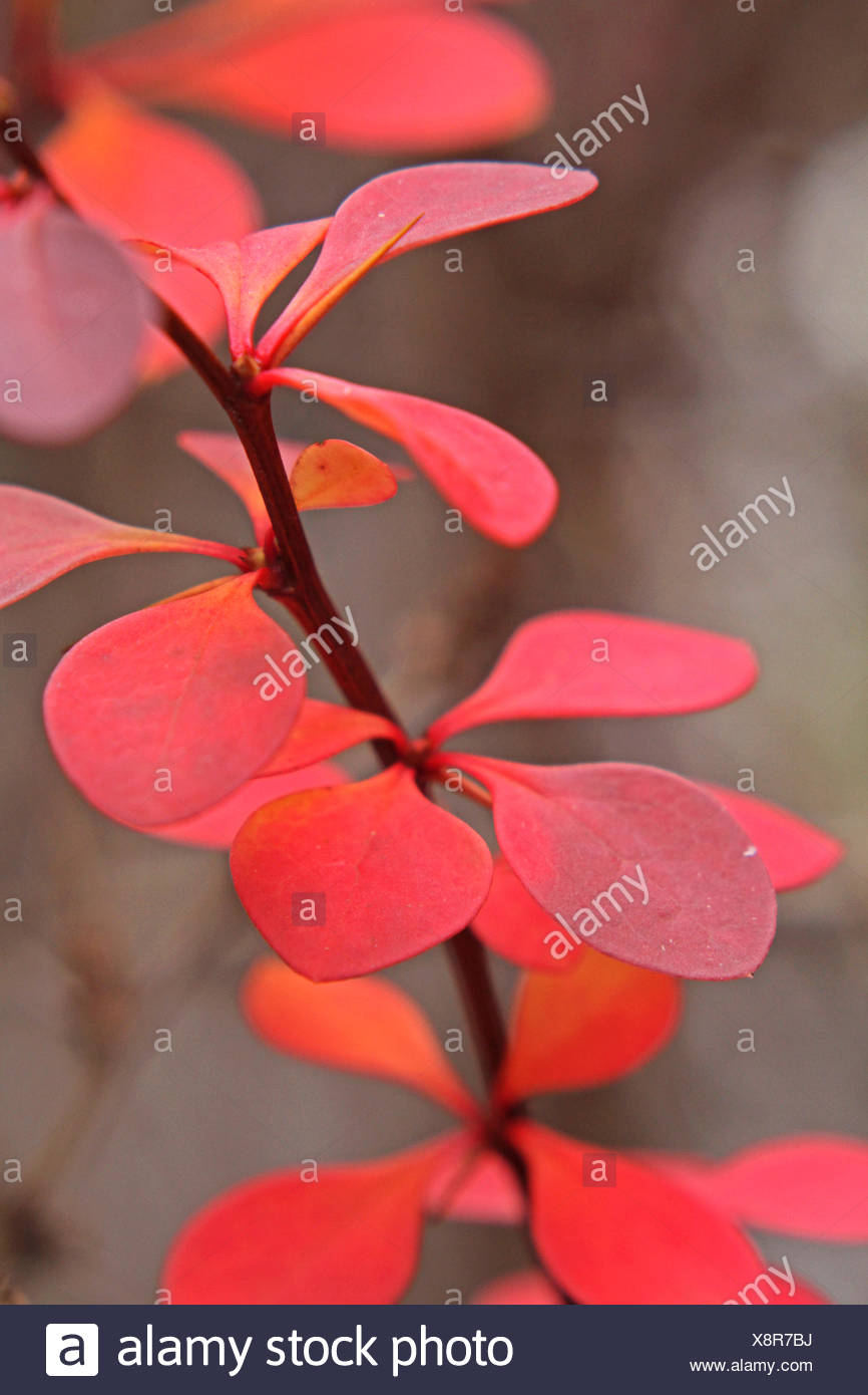Japanese Barberry Berberis Thunbergii Stockfotos und -bilder Kaufen - Alamy