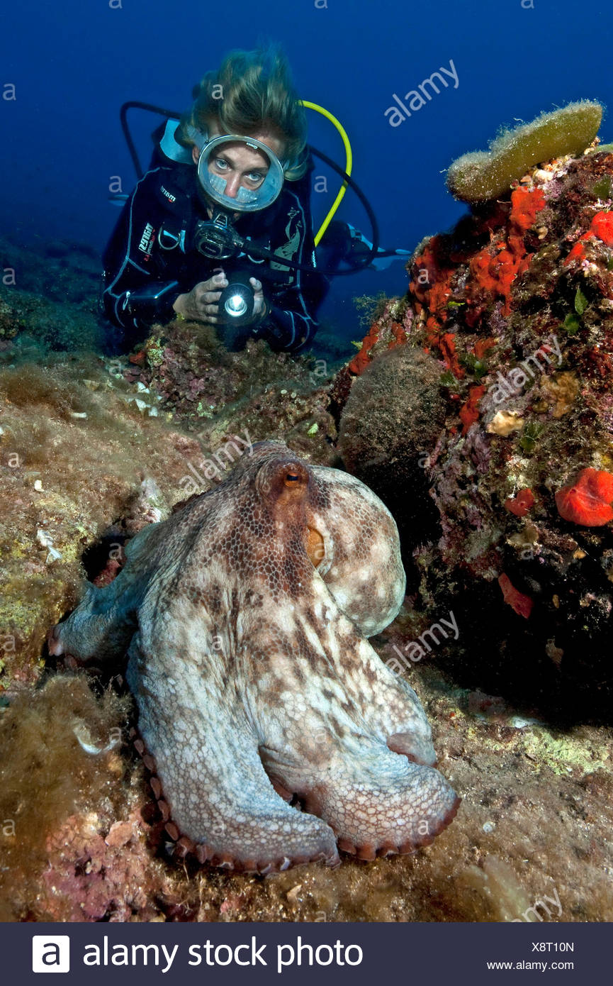Krake Oktopus Vulgaris Stockfotos und -bilder Kaufen - Alamy