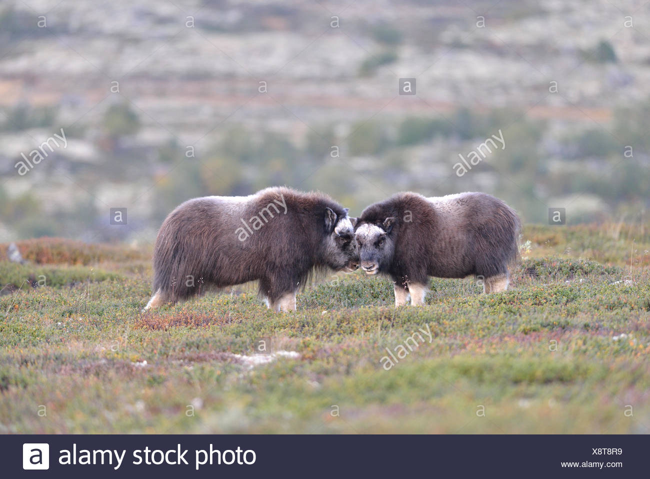 Moschus Ochsen Stockfotos und -bilder Kaufen - Alamy