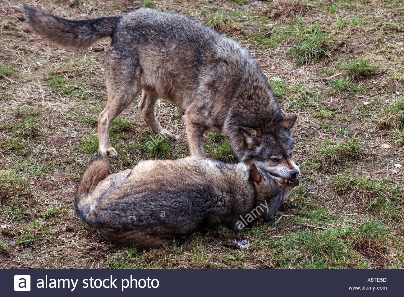 Zwei kämpfende Wölfe (Canis Lupus), in Gefangenschaft, Rheinland-Pfalz ... Zwei kämpfende Wölfe (Canis Lupus), in Gefangenschaft, Rheinland-Pfalz ...