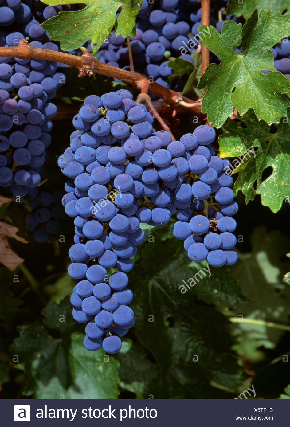 Cabernet Sauvignon Trauben Stockfotos & Cabernet Sauvignon Trauben ...