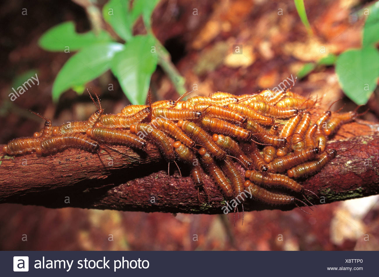 Amazon Basin Rainforest Insects Stockfotos und -bilder Kaufen - Alamy