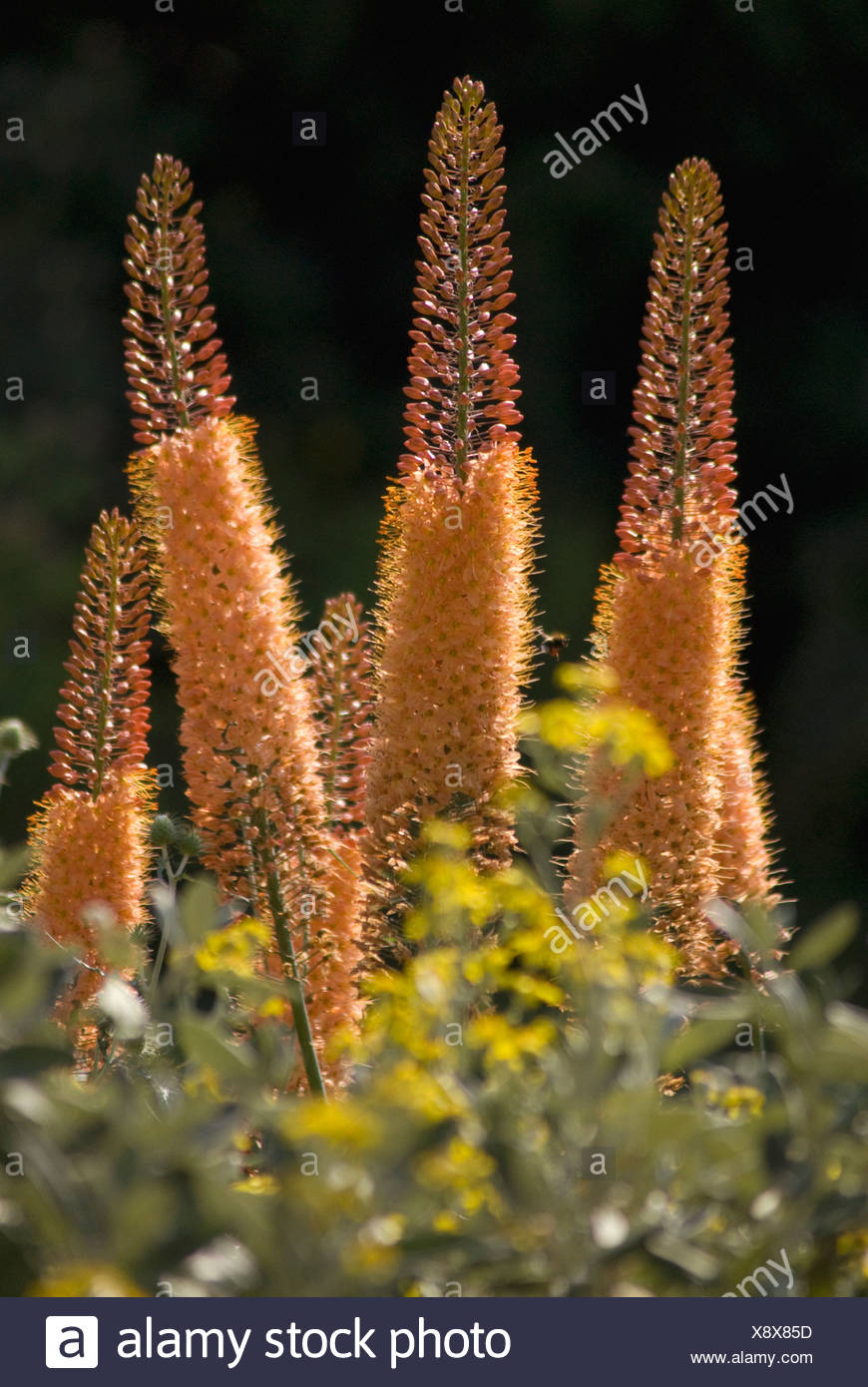 Eremurus Cleopatra Stockfotos und -bilder Kaufen - Alamy