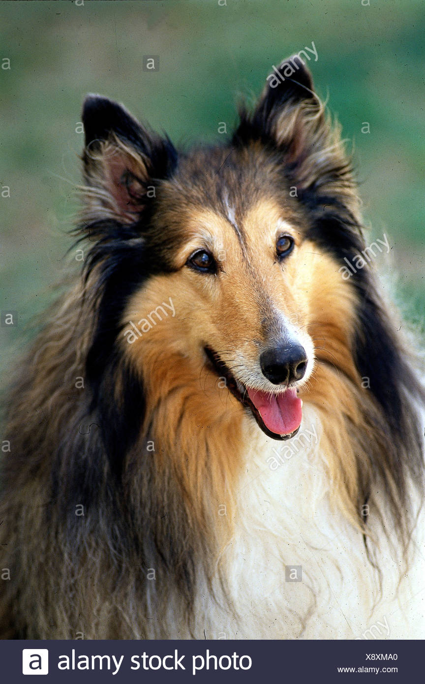 Schottischer Schäferhund Stockfotos & Schottischer Schäferhund Bilder ...