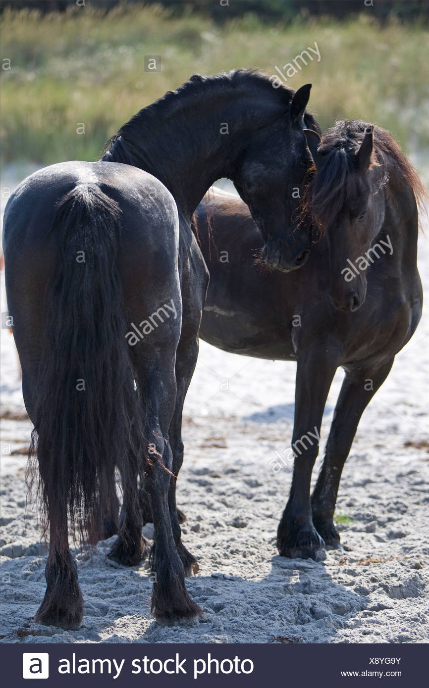 Two Friesian Horse Stockfotos und -bilder Kaufen - Seite 2 - Alamy