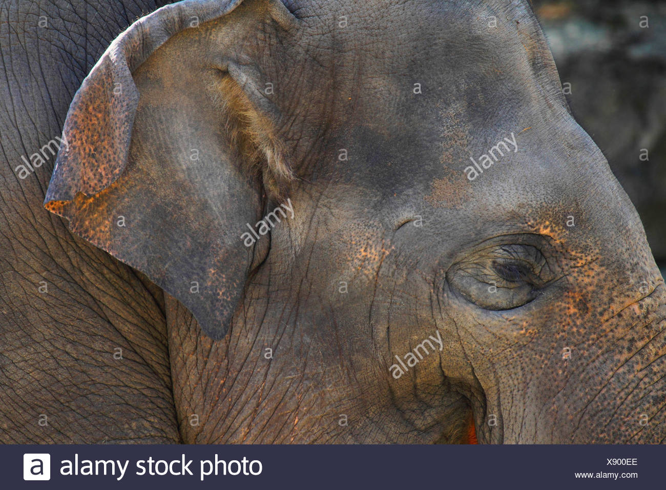 Side View Indian Elephant Stockfotos und -bilder Kaufen - Alamy