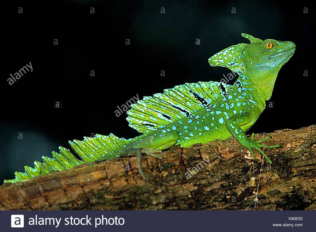 Basiliscus Plumifrons Green Basilisk Stockfotos und -bilder Kaufen ...