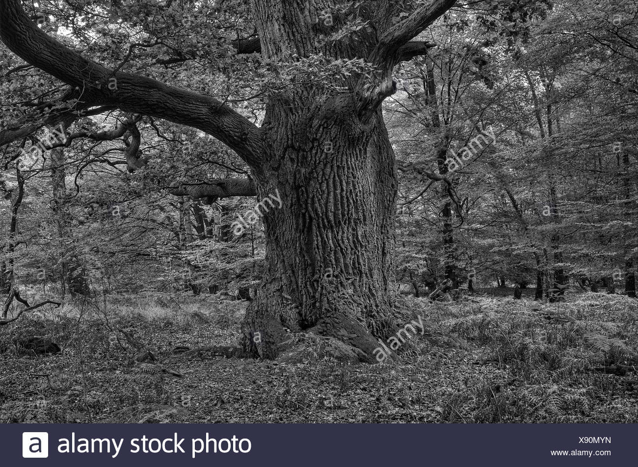Alte Eichen Im Herbst Stockfotos und -bilder Kaufen - Alamy