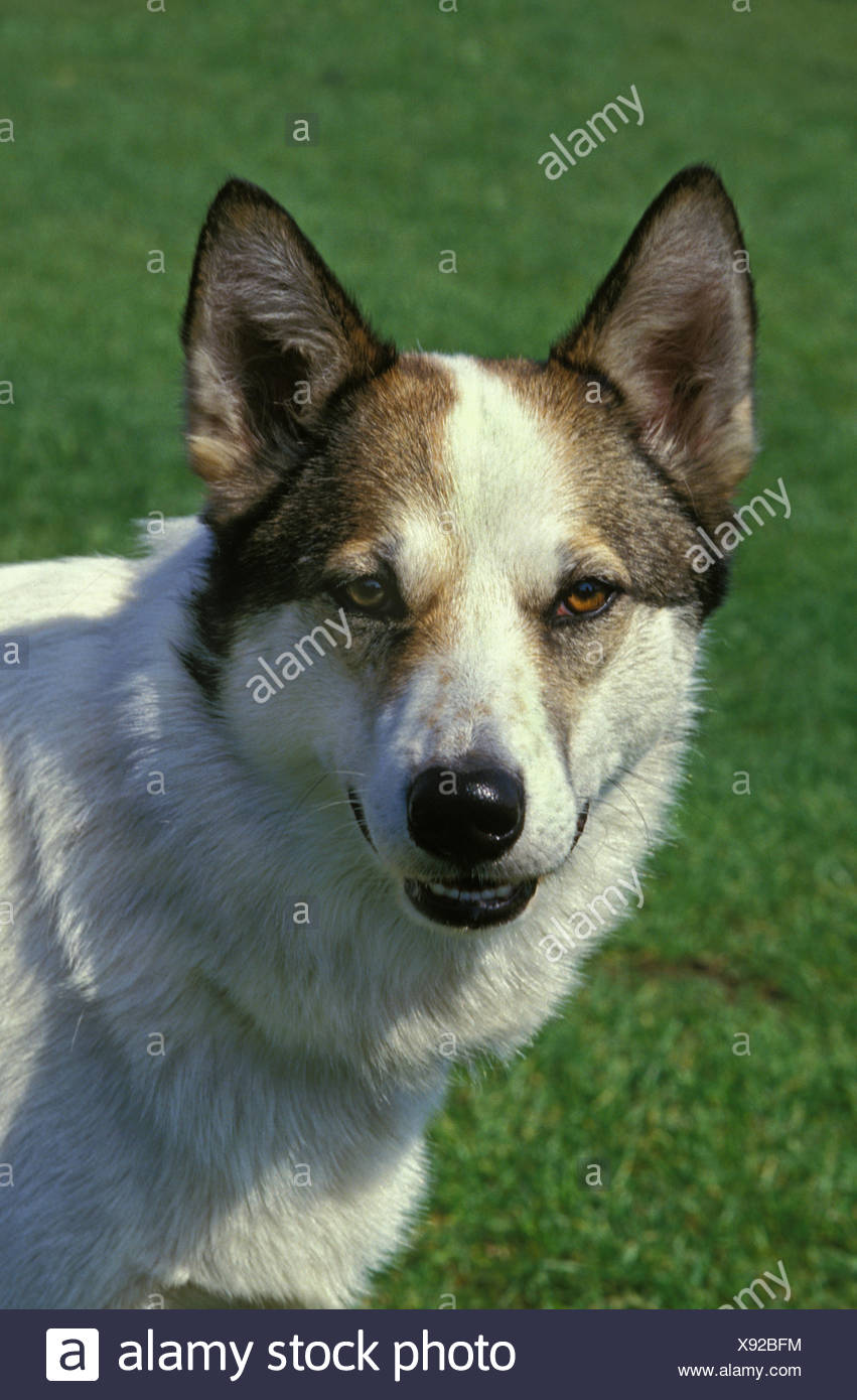 Sibirische Laikas Stockfotos und -bilder Kaufen - Alamy