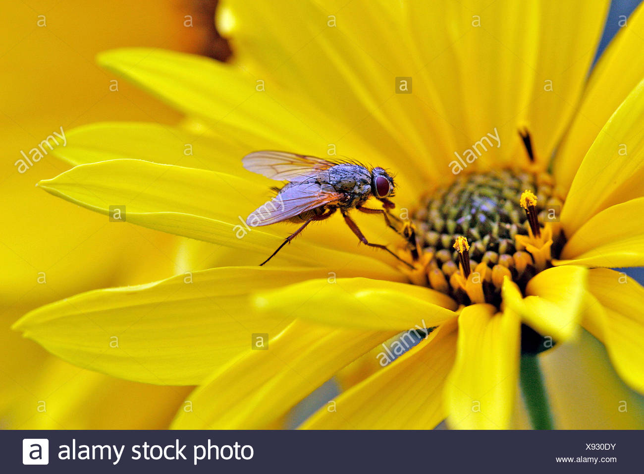 Stubenfliege Oder Gewöhnliche Fliege Musca Sp Stockfotos & Stubenfliege ...