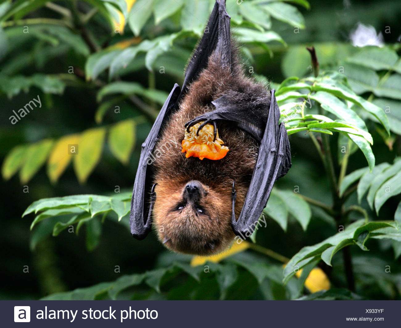 Rodrigues Fruchtfledermaus Stockfotos und -bilder Kaufen - Alamy