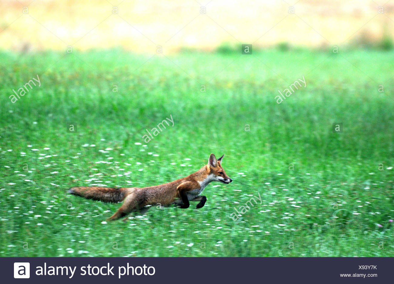 Rotfuchs Fuchs Stockfotos und -bilder Kaufen - Alamy