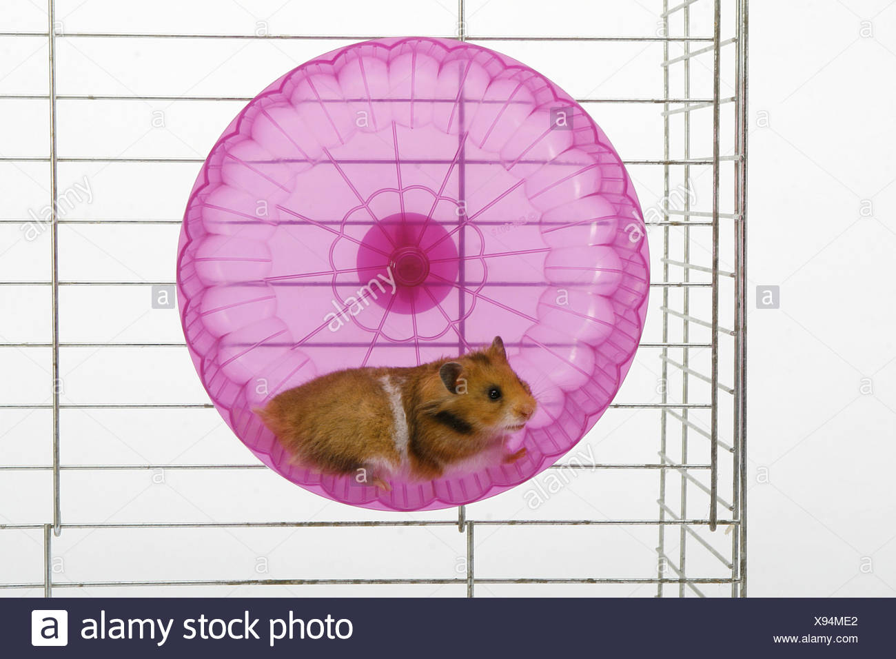 Golden Hamster Running Wheel Stockfotos und -bilder Kaufen - Alamy