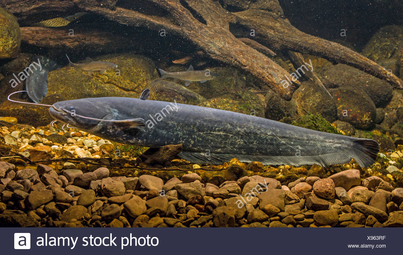 Europäischer Wels Stockfotos und -bilder Kaufen - Alamy