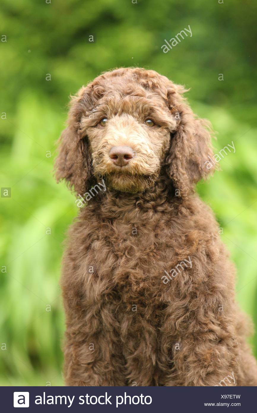 Brauner Pudel Stockfotos und -bilder Kaufen - Alamy
