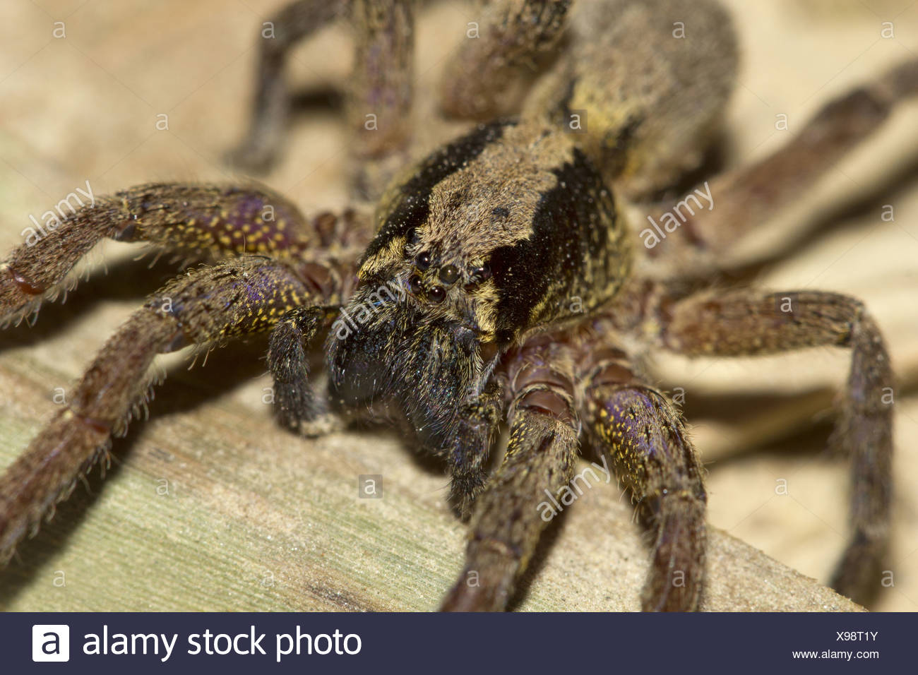 Bodenspinnen Lycosidae Stockfotos und -bilder Kaufen - Alamy