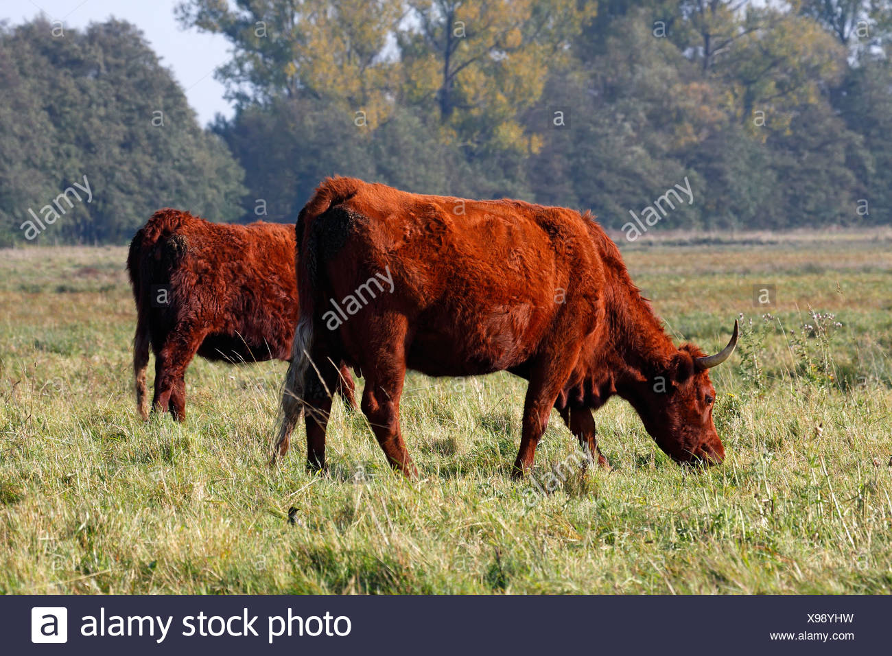 Breed Salers Stockfotos und -bilder Kaufen - Alamy