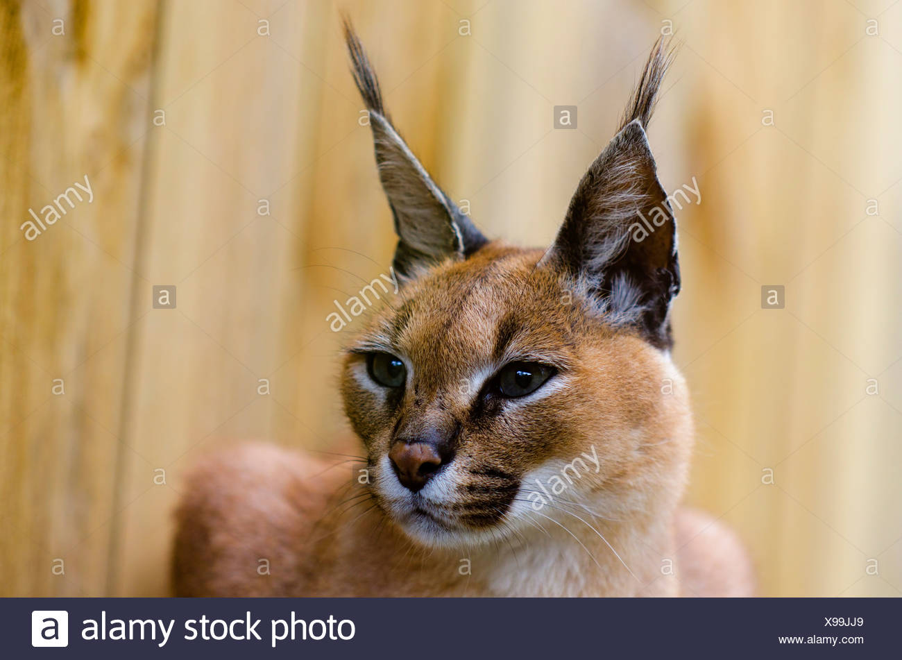 African Caracal Stockfotos & African Caracal Bilder - Alamy