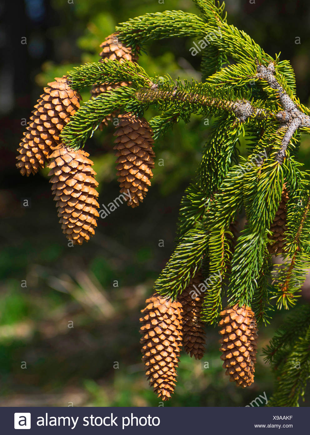 Fichten Zapfen Stockfotos und -bilder Kaufen - Alamy