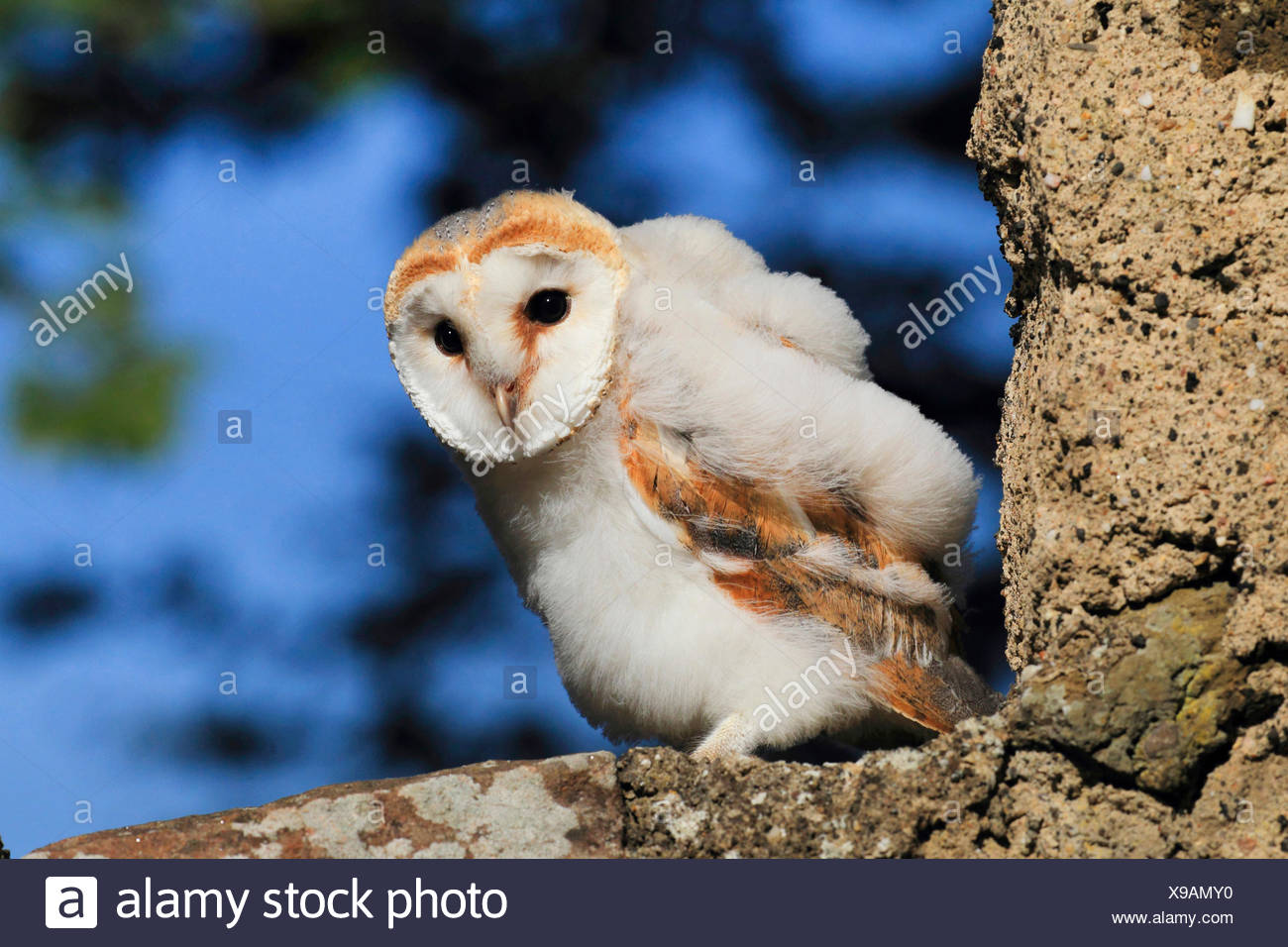 Natürlicher Lebensraum Der Vögel Stockfotos und -bilder Kaufen - Alamy