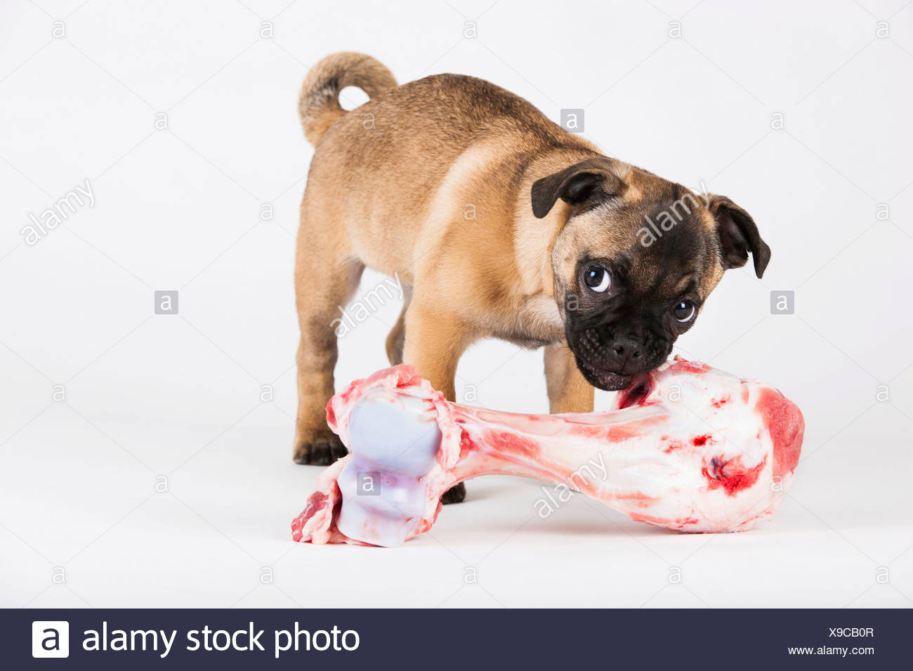 Frontal Bone Stockfotos und -bilder Kaufen - Alamy