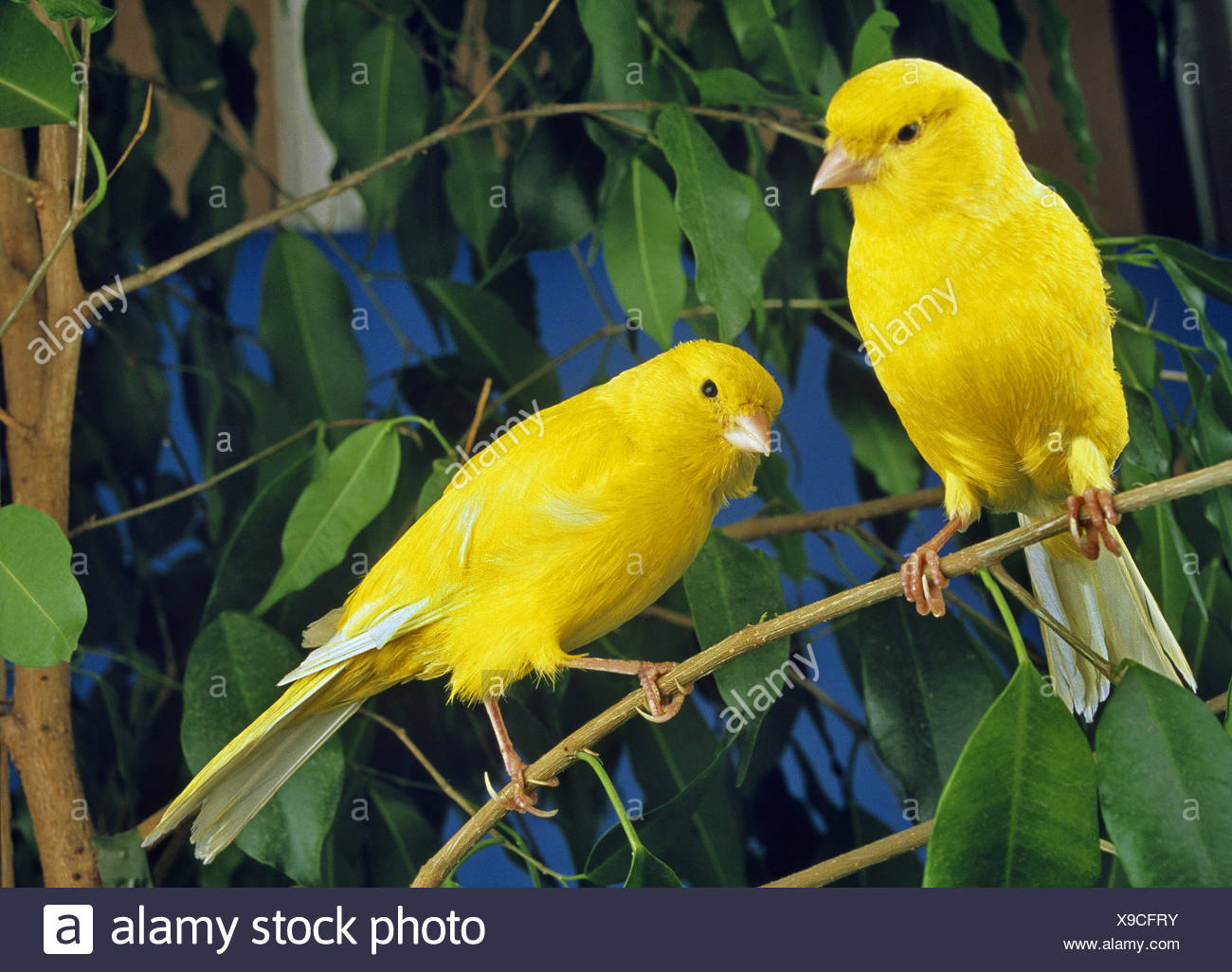 Gelbe Kanarienvögel Stockfotos und -bilder Kaufen - Alamy