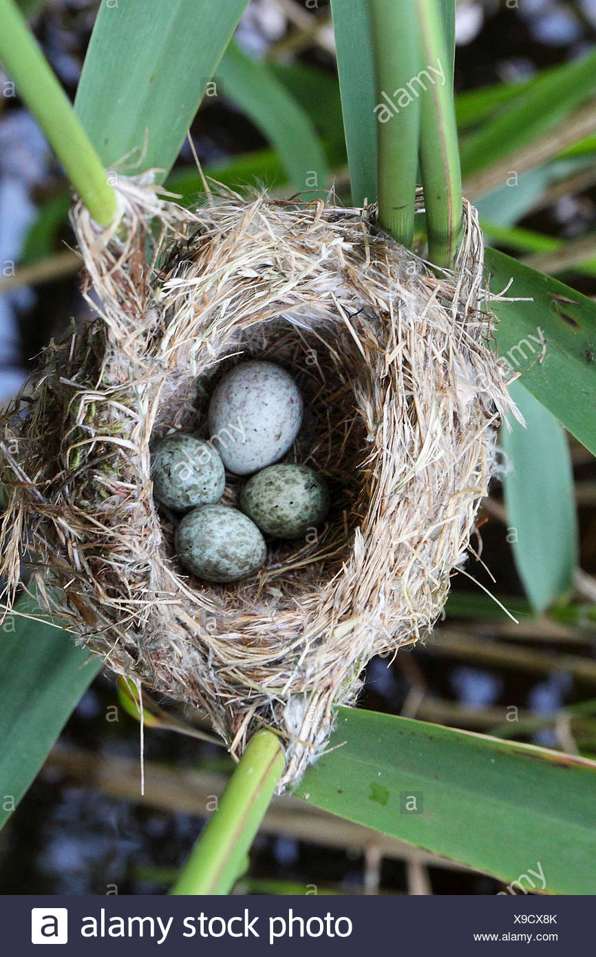 Cuckoo Nest Egg Stockfotos und -bilder Kaufen - Alamy