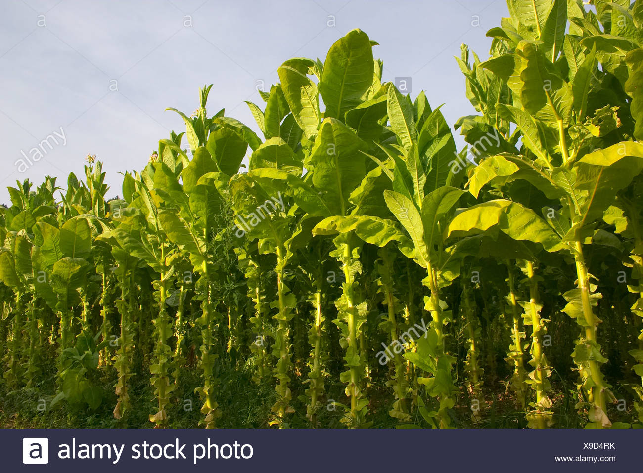 Austria Tabak Stockfotos & Austria Tabak Bilder - Alamy