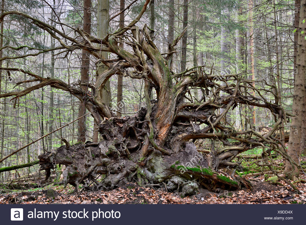 Norway Spruce Picea Abies Roots Stockfotos und -bilder Kaufen - Alamy