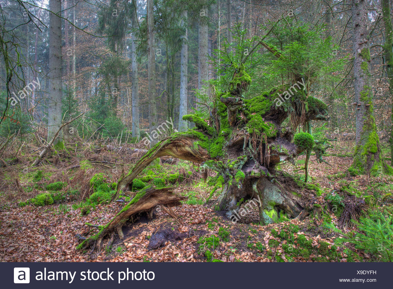 Norway Spruce Picea Abies Roots Stockfotos und -bilder Kaufen - Alamy