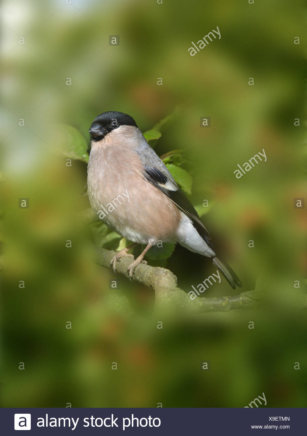 Gimpel Vogel Stockfotos und -bilder Kaufen - Alamy