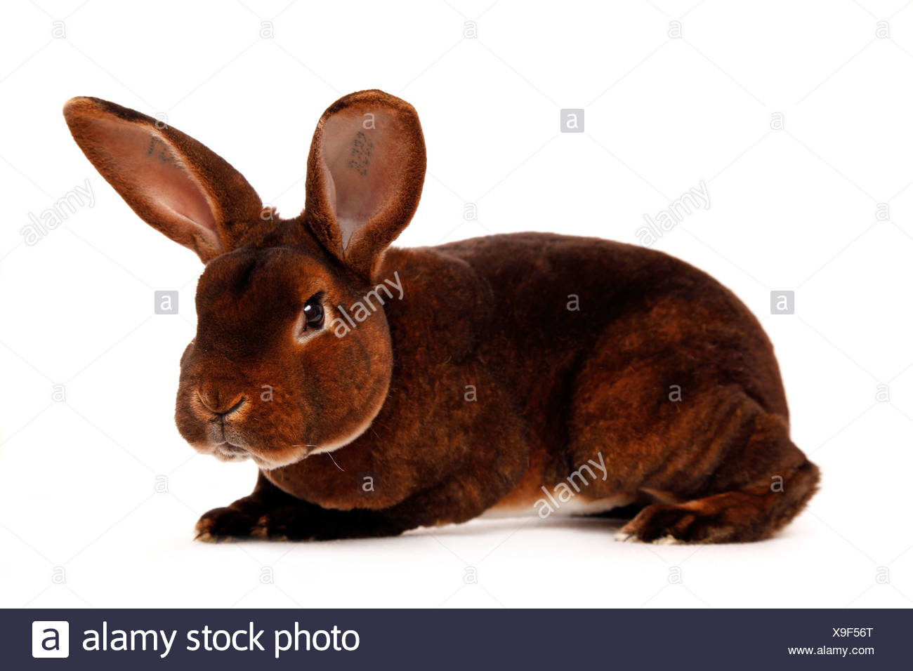 Rabbit Sized Rodent Stockfotos und -bilder Kaufen - Alamy