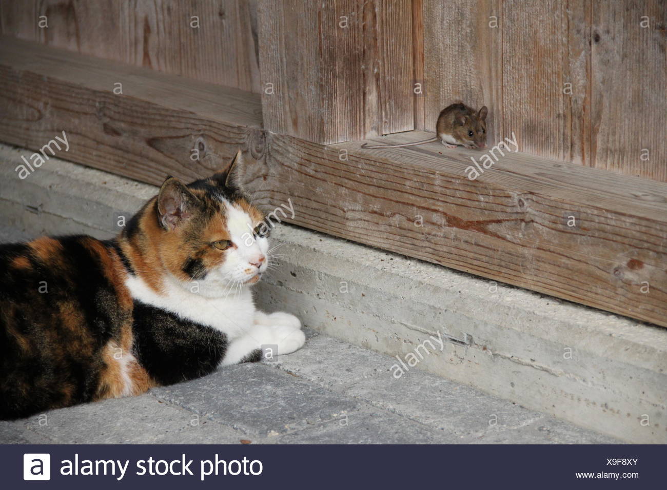 Katzen und Mausspiel Stockfotos und -bilder Kaufen - Alamy