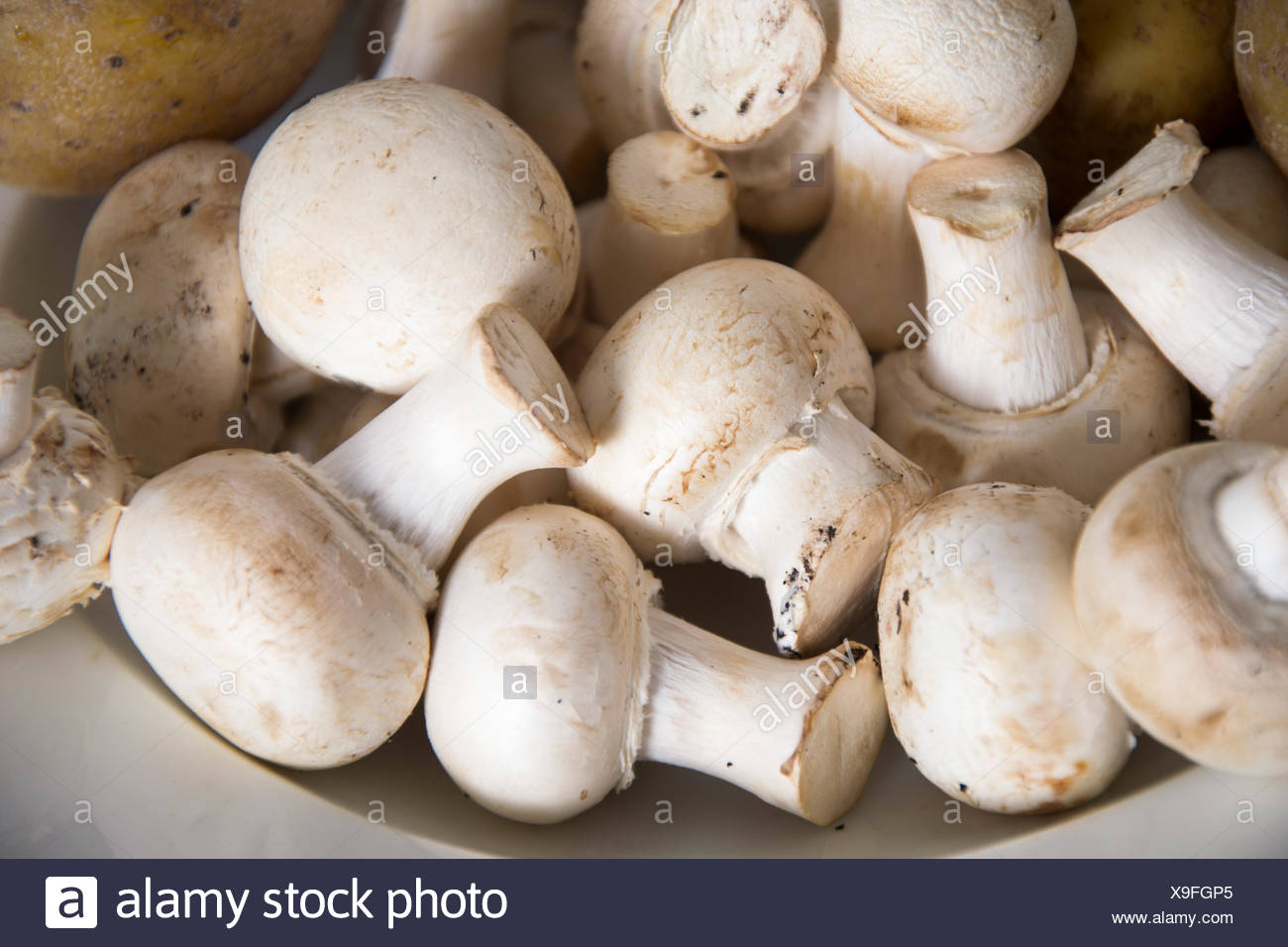 Wald Champignon Stockfotos und -bilder Kaufen - Alamy