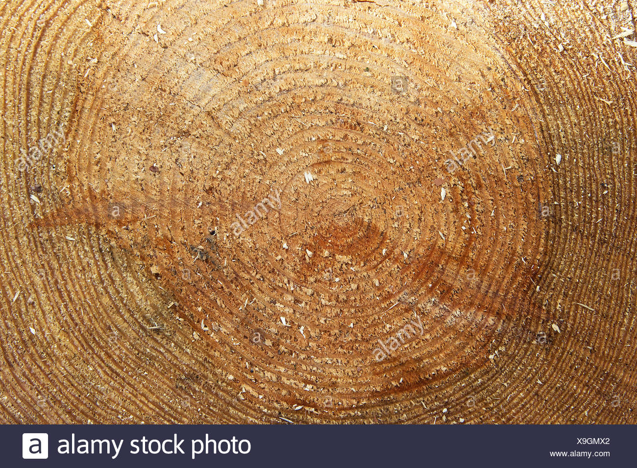 Tree Trunk Rings Stockfotos und -bilder Kaufen - Alamy