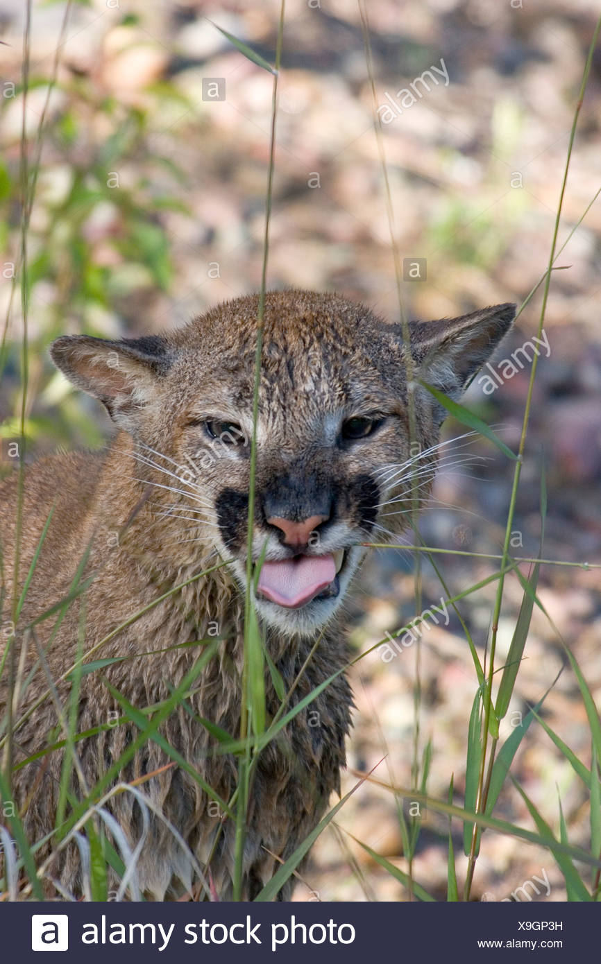 Puma Essen Stockfotos und -bilder Kaufen - Alamy