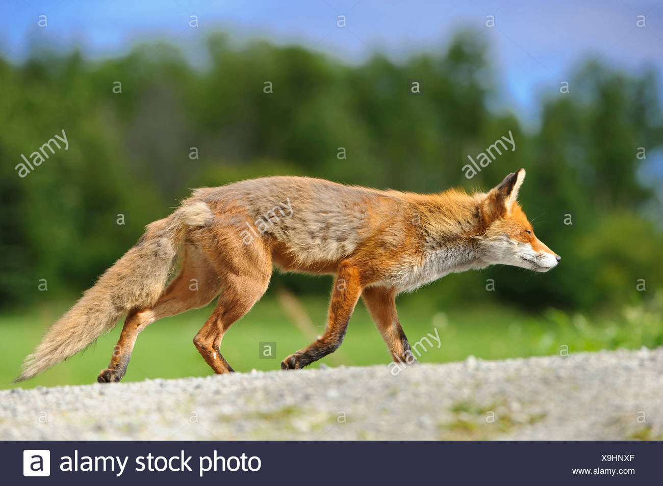 Rennender Fuchs Stockfotos und -bilder Kaufen - Alamy