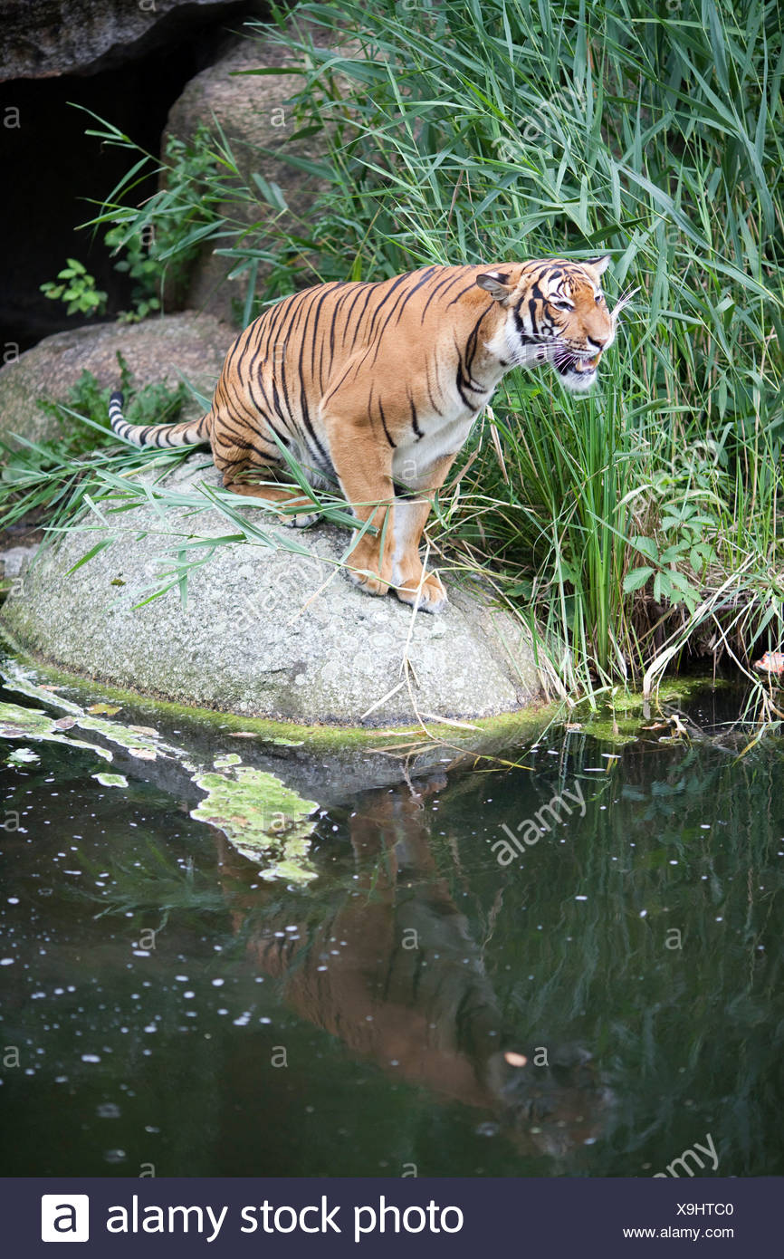 Tiger In Berlin Zoo Stockfotos und -bilder Kaufen - Alamy
