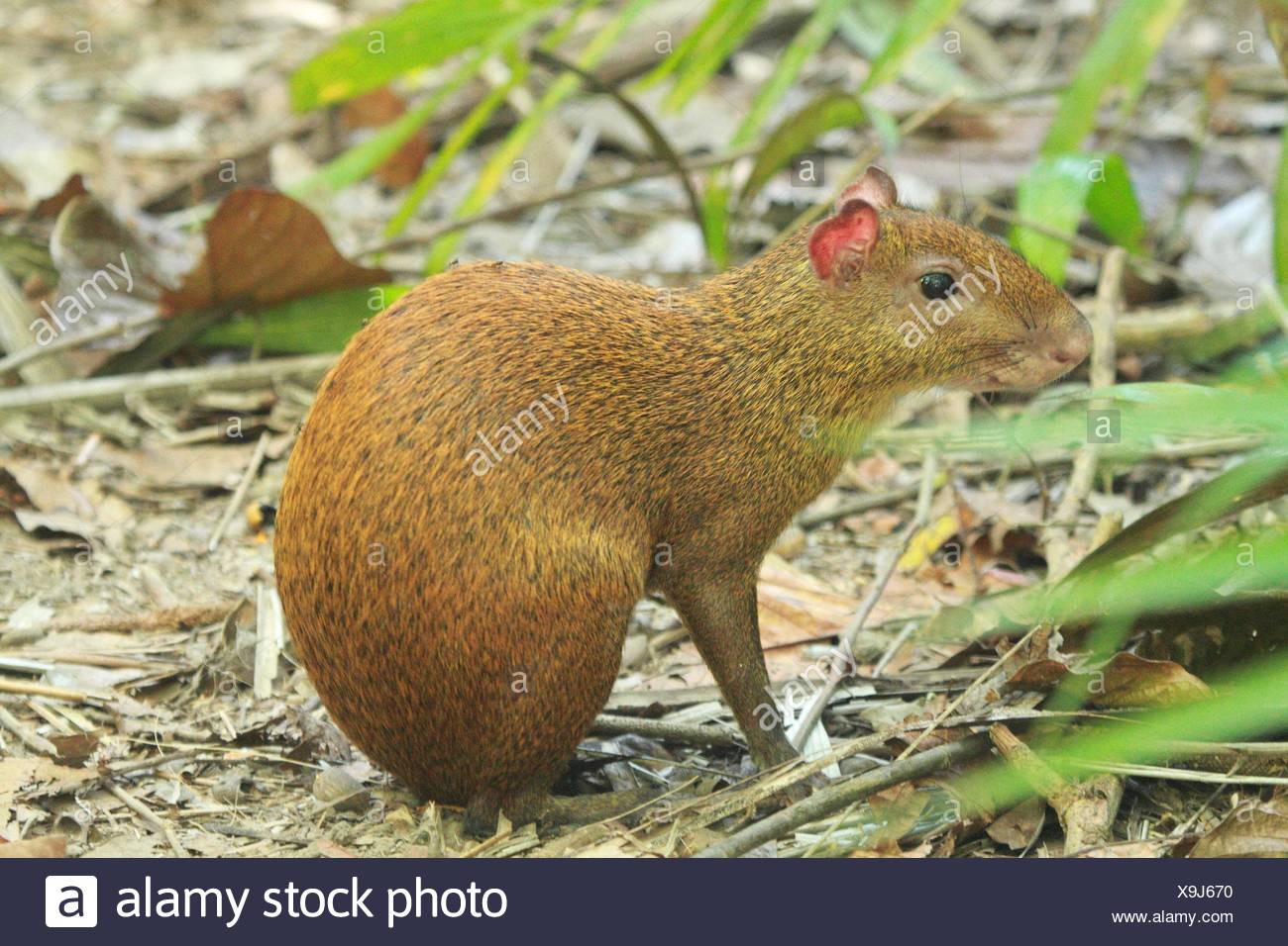 Agouti Dasyprocta Aguti Stockfotos & Agouti Dasyprocta Aguti Bilder - Alamy