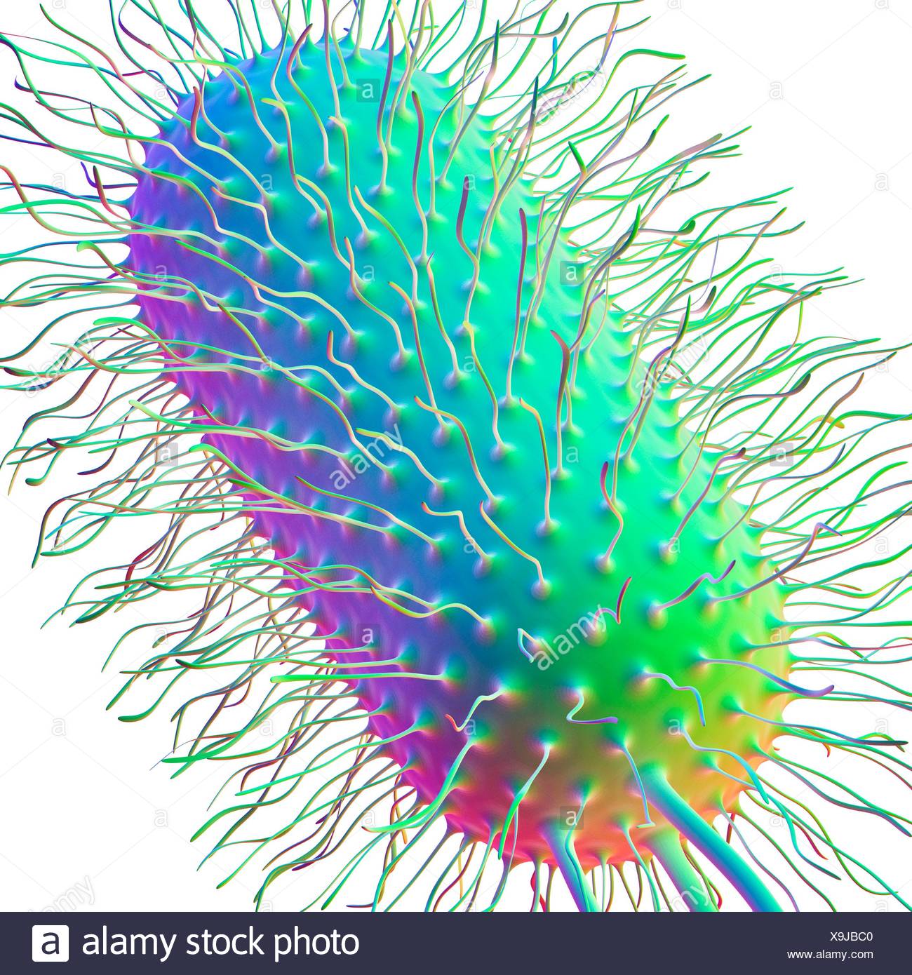 Pili Bacteria Stockfotos & Pili Bacteria Bilder - Alamy