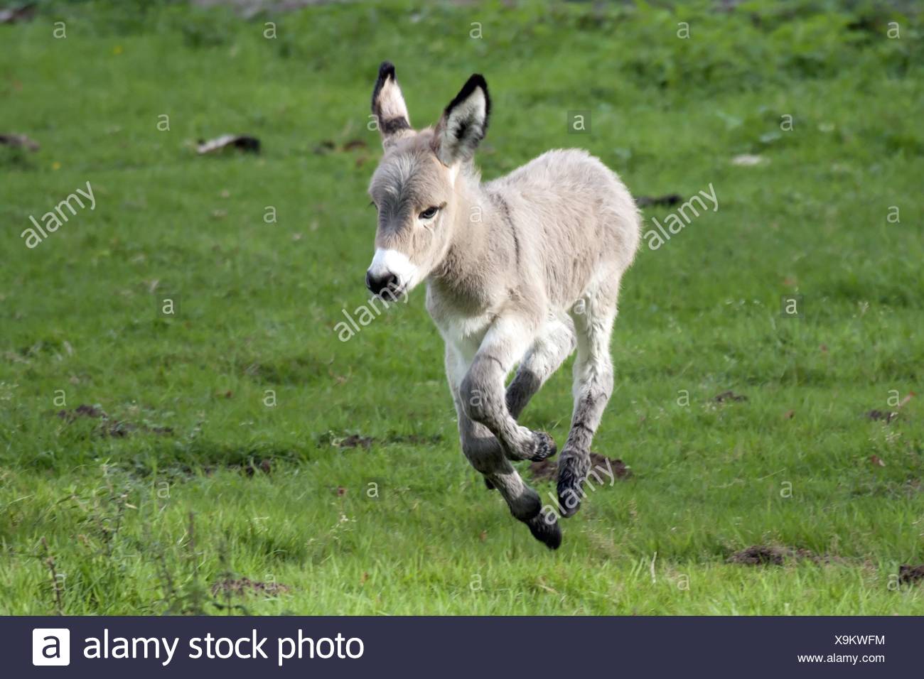 Junger Esel Stockfotos und -bilder Kaufen - Alamy