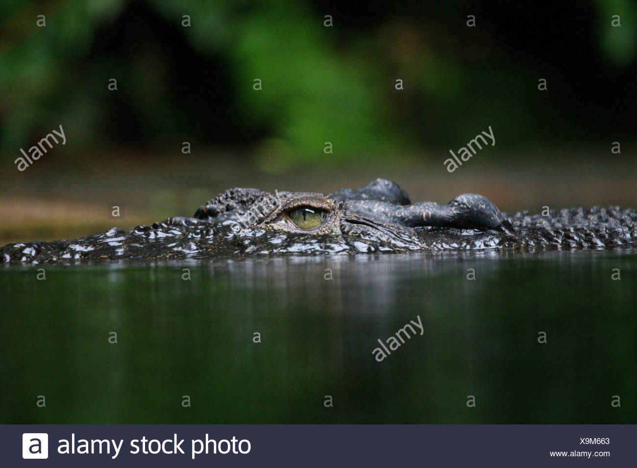 Sundagavial Stockfotos und -bilder Kaufen - Alamy