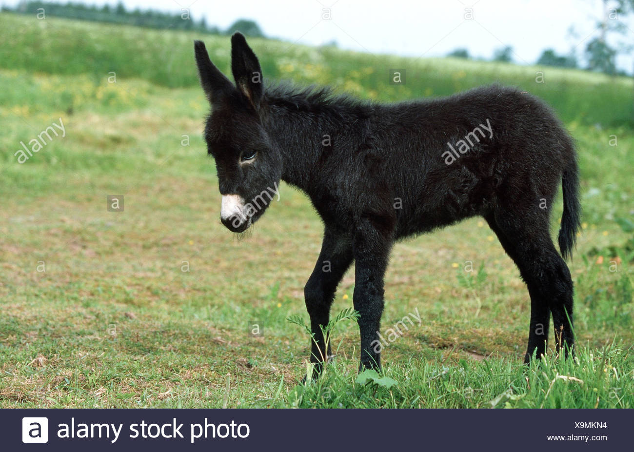Black Donkey Stockfotos und -bilder Kaufen - Alamy