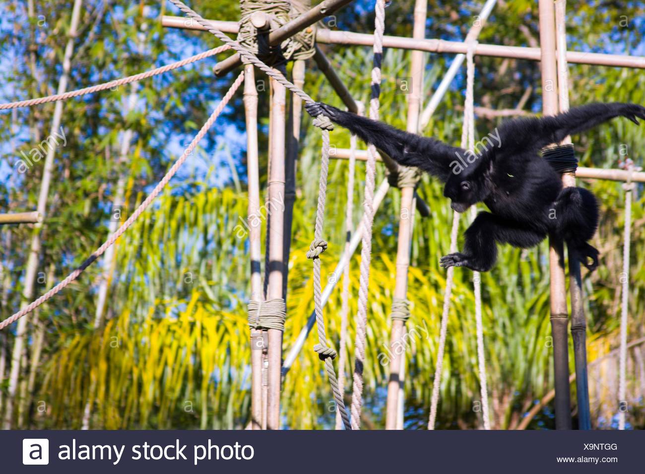 Schwarzer Affe Stockfotos und -bilder Kaufen - Alamy