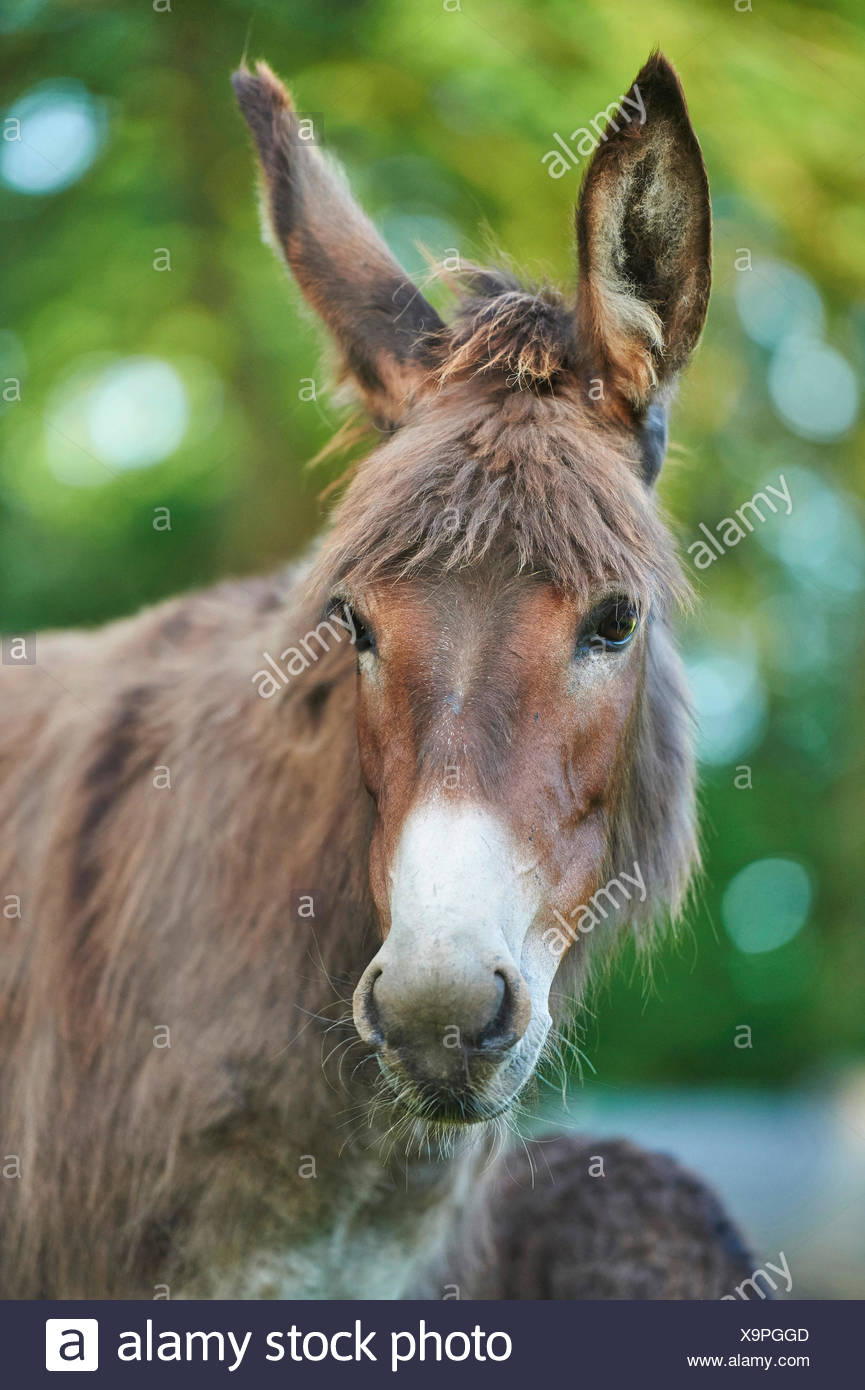 Esel Kopf Stockfotos & Esel Kopf Bilder - Alamy