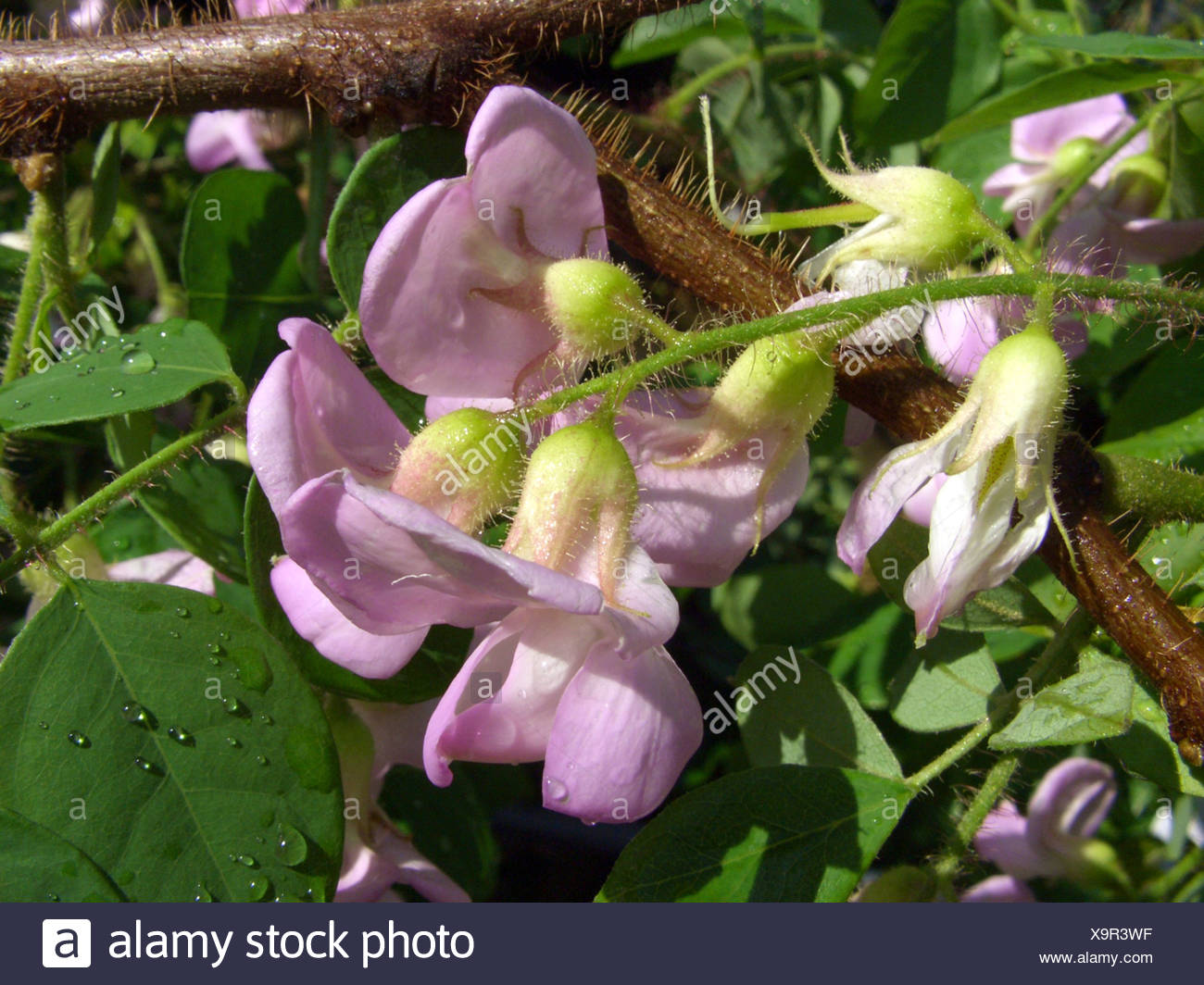 Bristly Locust Robinia Hispida Stockfotos und -bilder Kaufen - Alamy