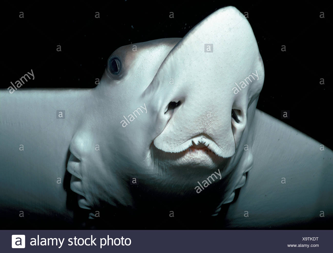 Gefleckter Adlerrochen Aetobatus Narinari Stockfotos und -bilder Kaufen ...