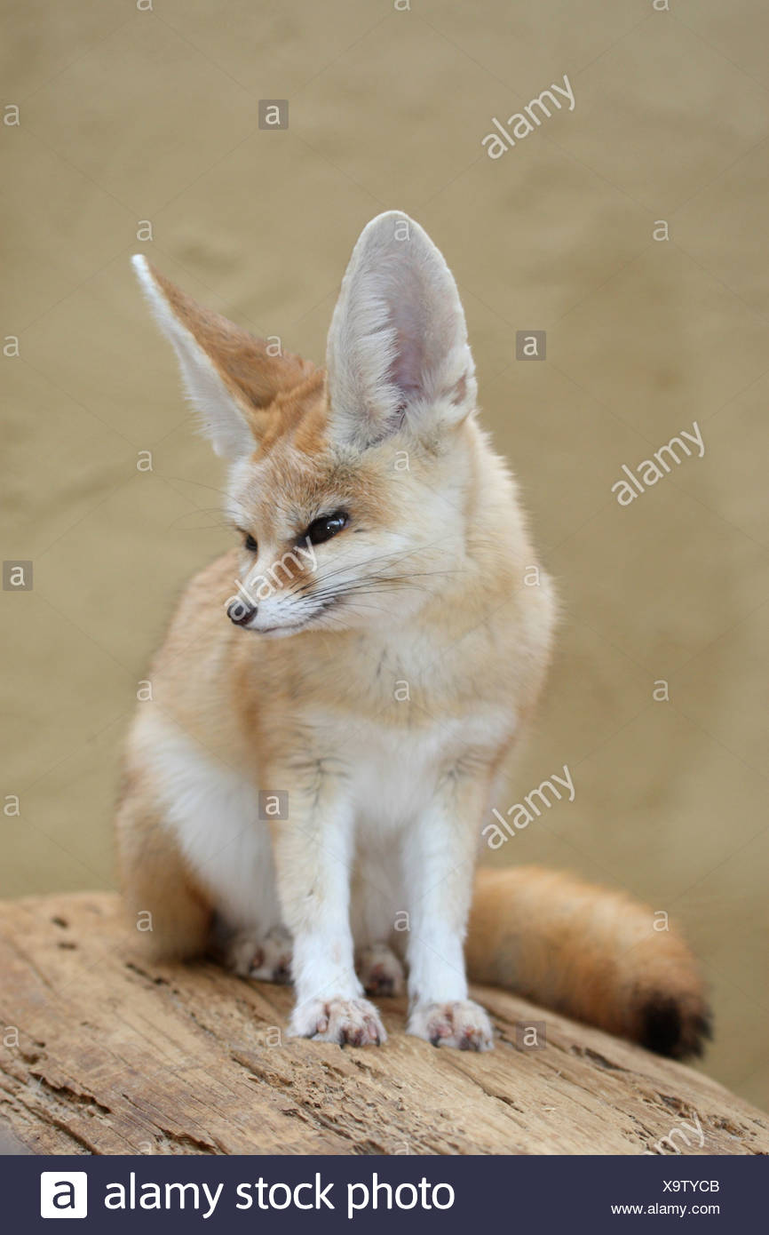 Fennek Fuchs Fennecus Zerda Stockfotos und -bilder Kaufen - Alamy