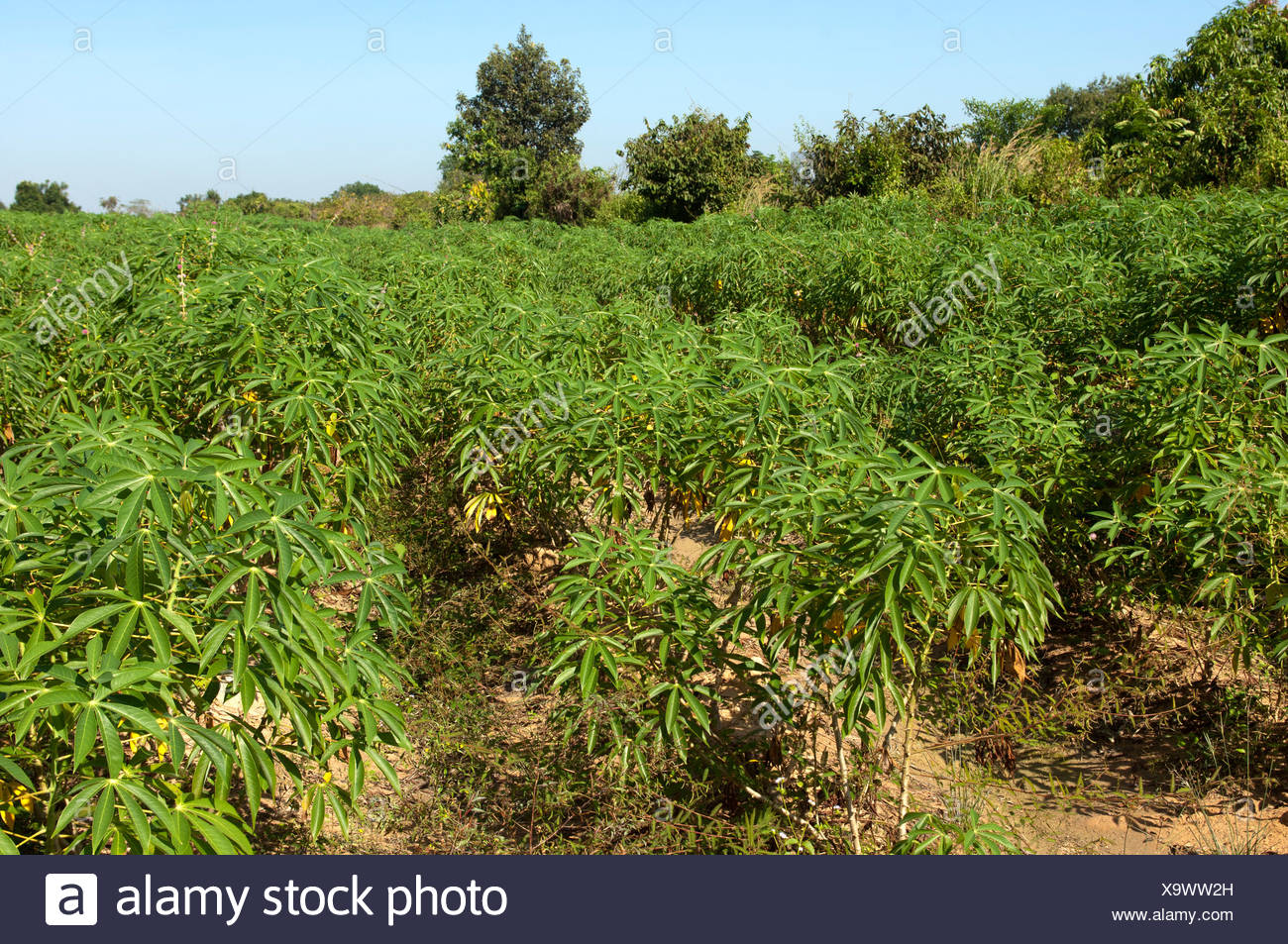 Maniok Stockfotos und -bilder Kaufen - Alamy